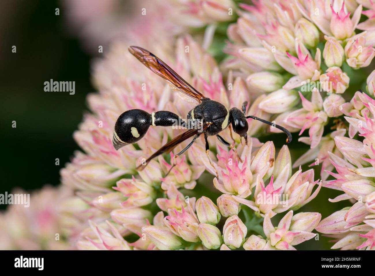 Potter wasp feeding on nectar of Sedum plant. Insect and wildlife ...