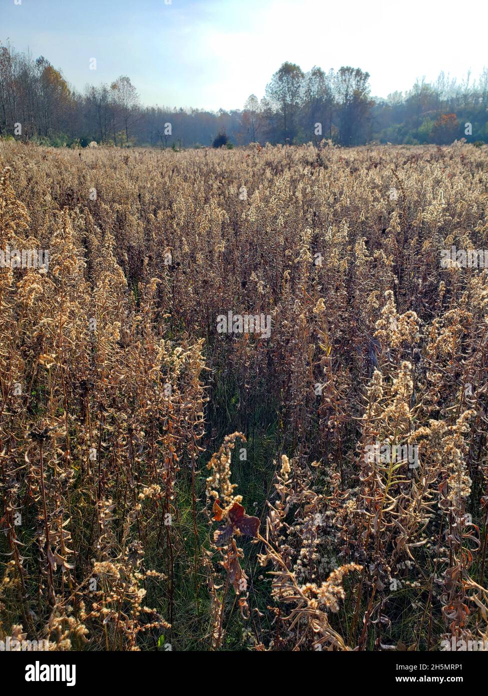 Highbanks Metro park, River Bluff Area, in Autumn, Columbus, Ohio Stock ...