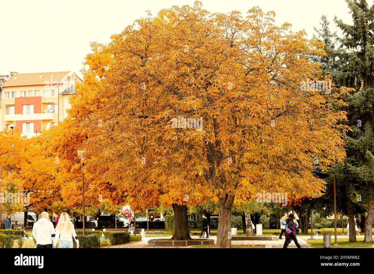 Panorama beautiful autumn maple hi-res stock photography and images - Alamy