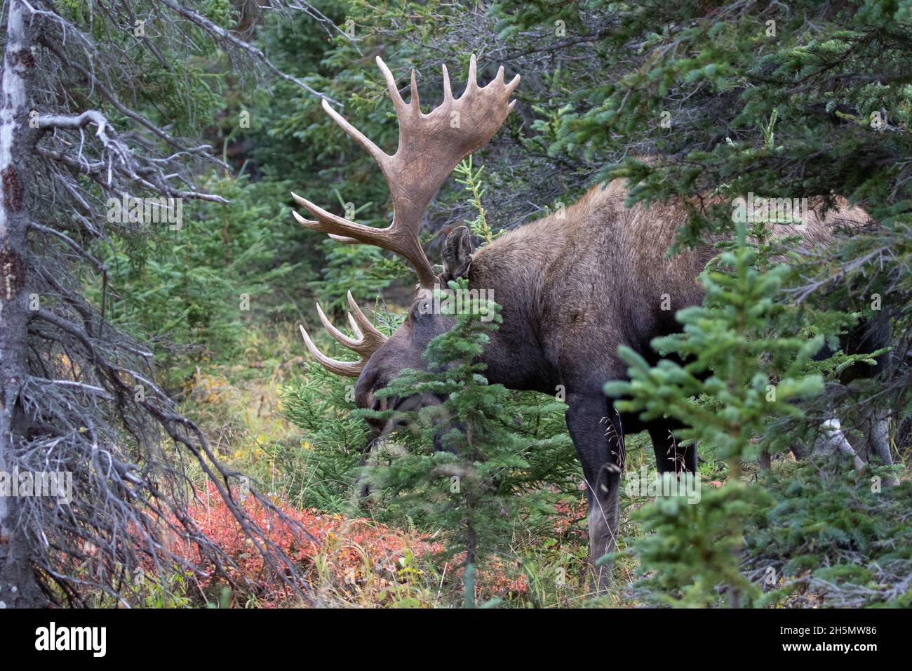 Bull moose antlers hi-res stock photography and images - Alamy