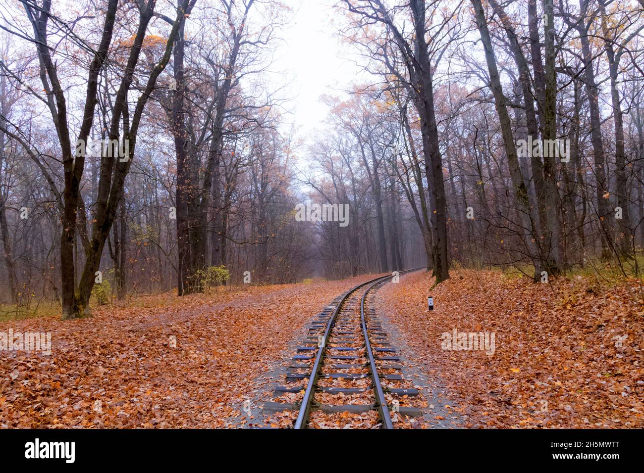 Railroad single track through the woods in autumn. Fall landscape Stock ...