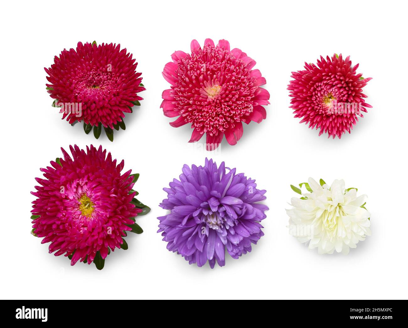 Different aster flowers on white background Stock Photo - Alamy