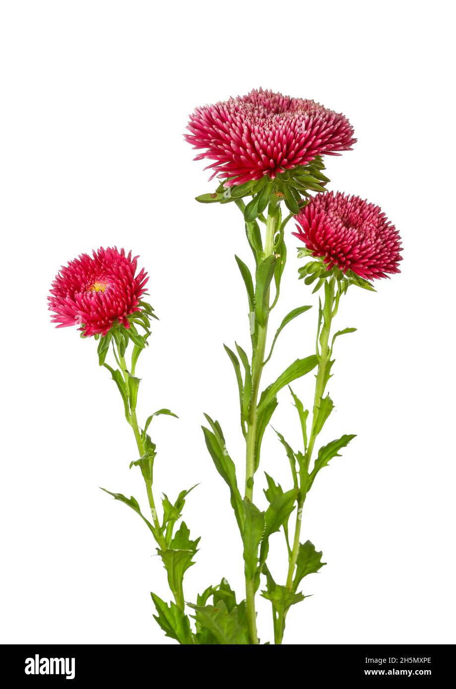Beautiful aster flowers isolated on white background, closeup Stock ...