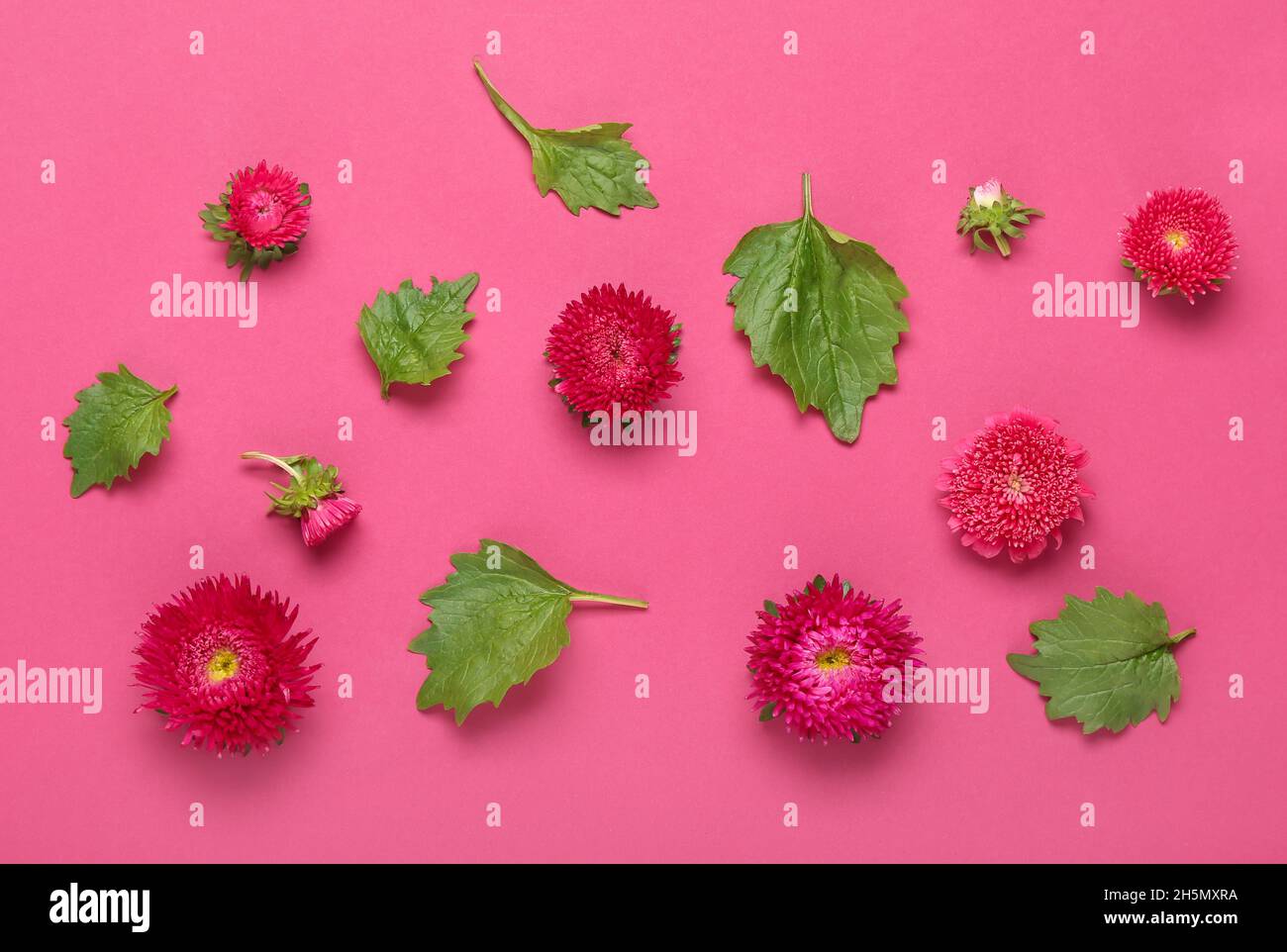 Many aster flowers leaves hi-res stock photography and images - Alamy