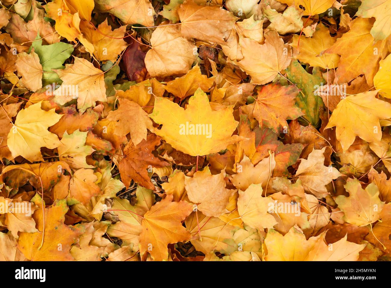 Golden maple leaves as background Stock Photo - Alamy