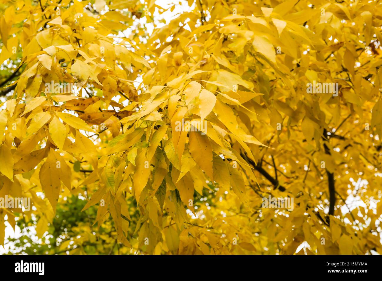 Tree with yellow autumn leaves Stock Photo - Alamy