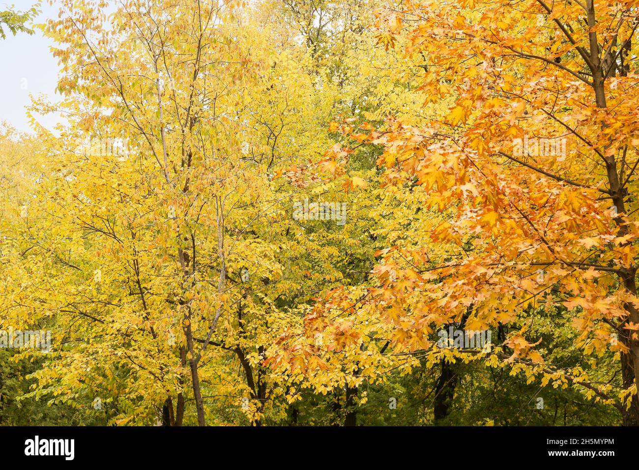 Trees with yellow autumn leaves Stock Photo - Alamy