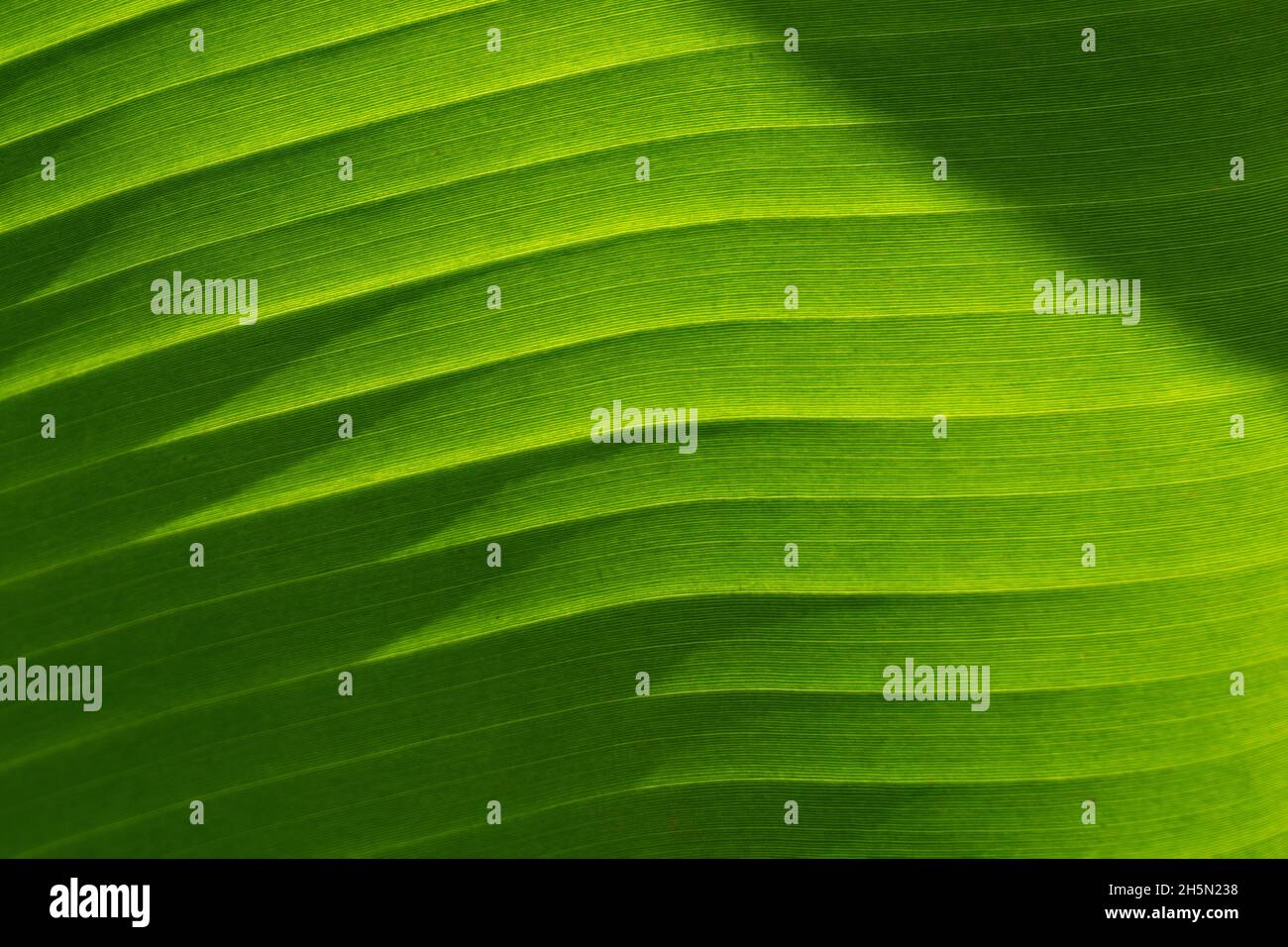Background texture of exotic green banana leave, diagonal lines. Close ...