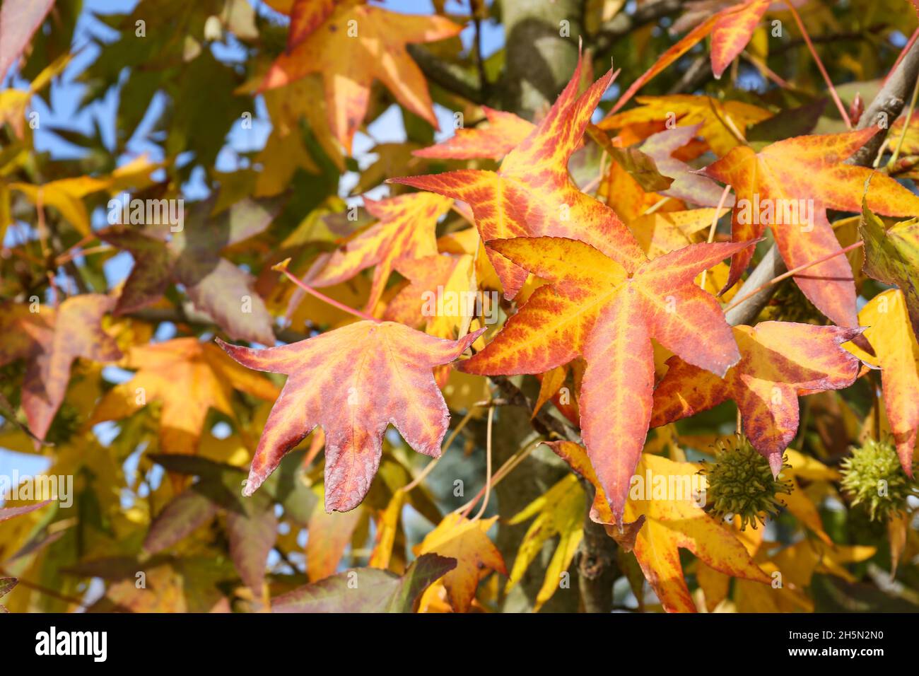 Tree with autumn leaves in park, closeup Stock Photo - Alamy