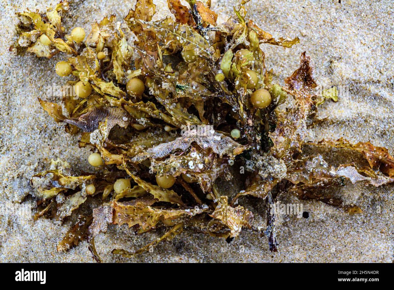 washed up seaweed (macro Stock Photo - Alamy