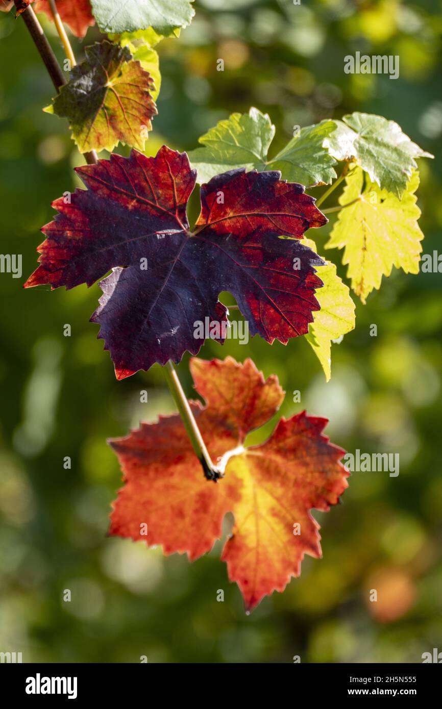 Vertical close-up shot of grapevine leaves with fall colors Stock Photo ...