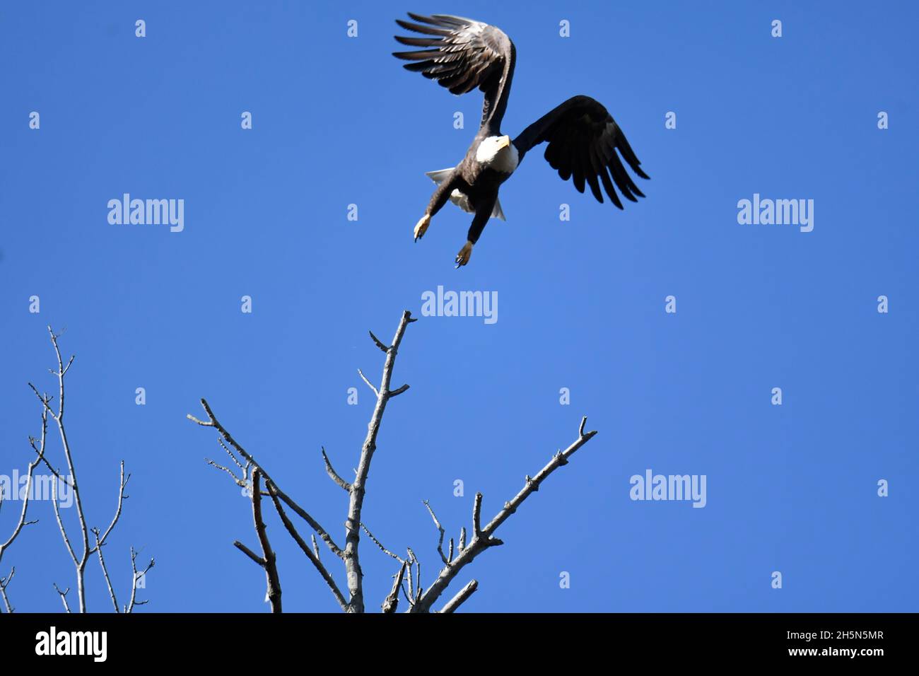 Illustration Adult Bald Eagle taking off from tree branch Stock Photo ...