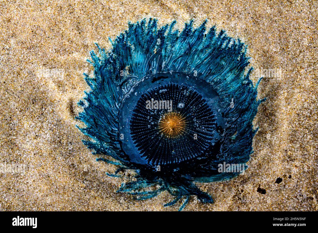 Porpita porpita, commonly known as blue button is a colony of hydroids ...