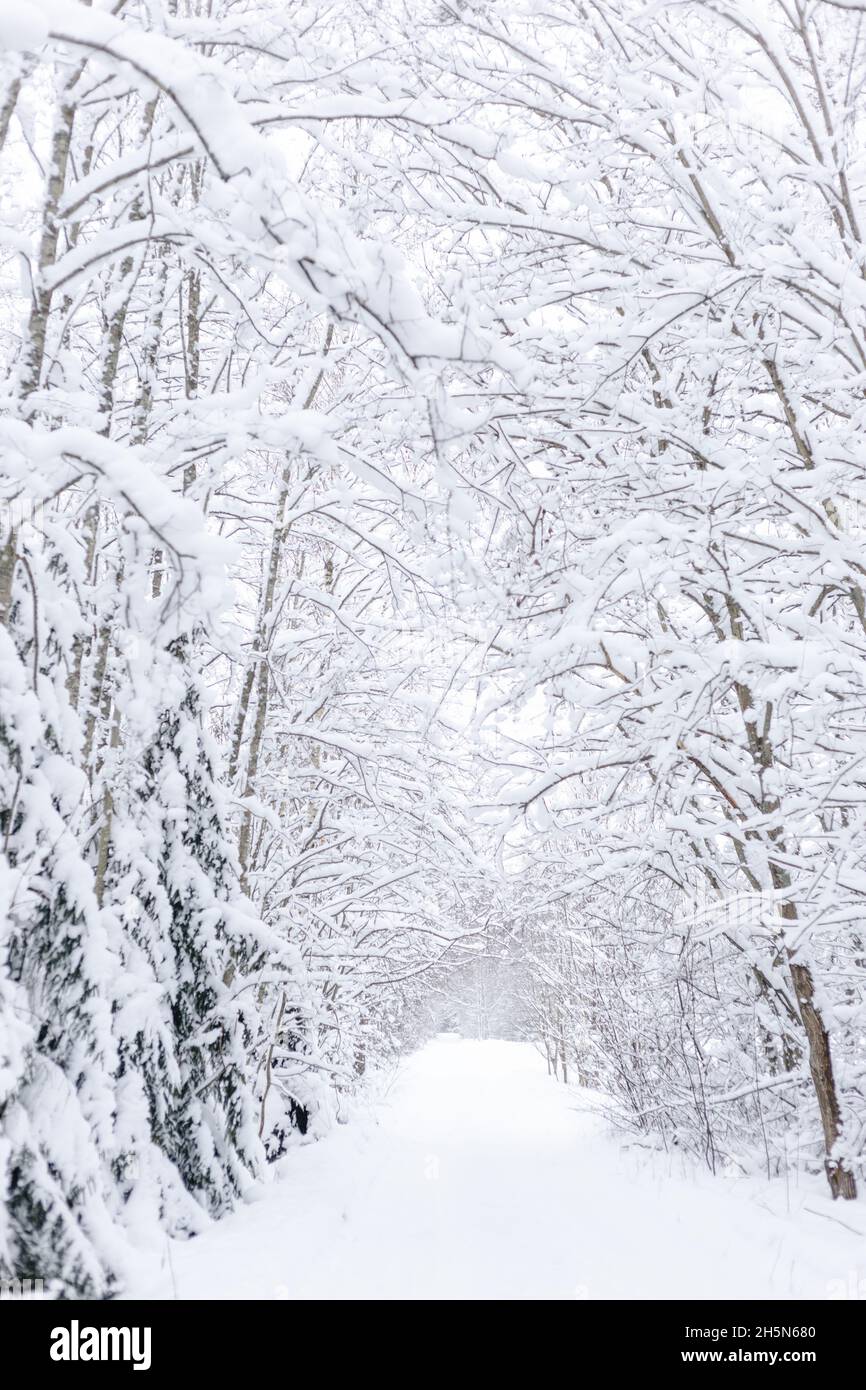 Snowy Winter Forest Road Background Style Photo Stock Photo - Alamy