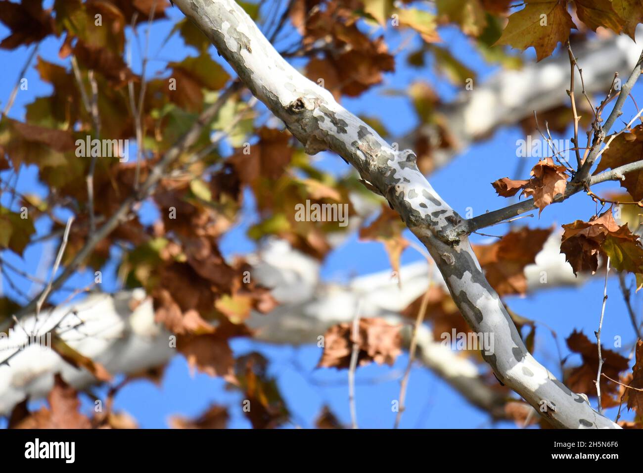 Closeup of Sycamore branches and fall leaves blue sky in background ...