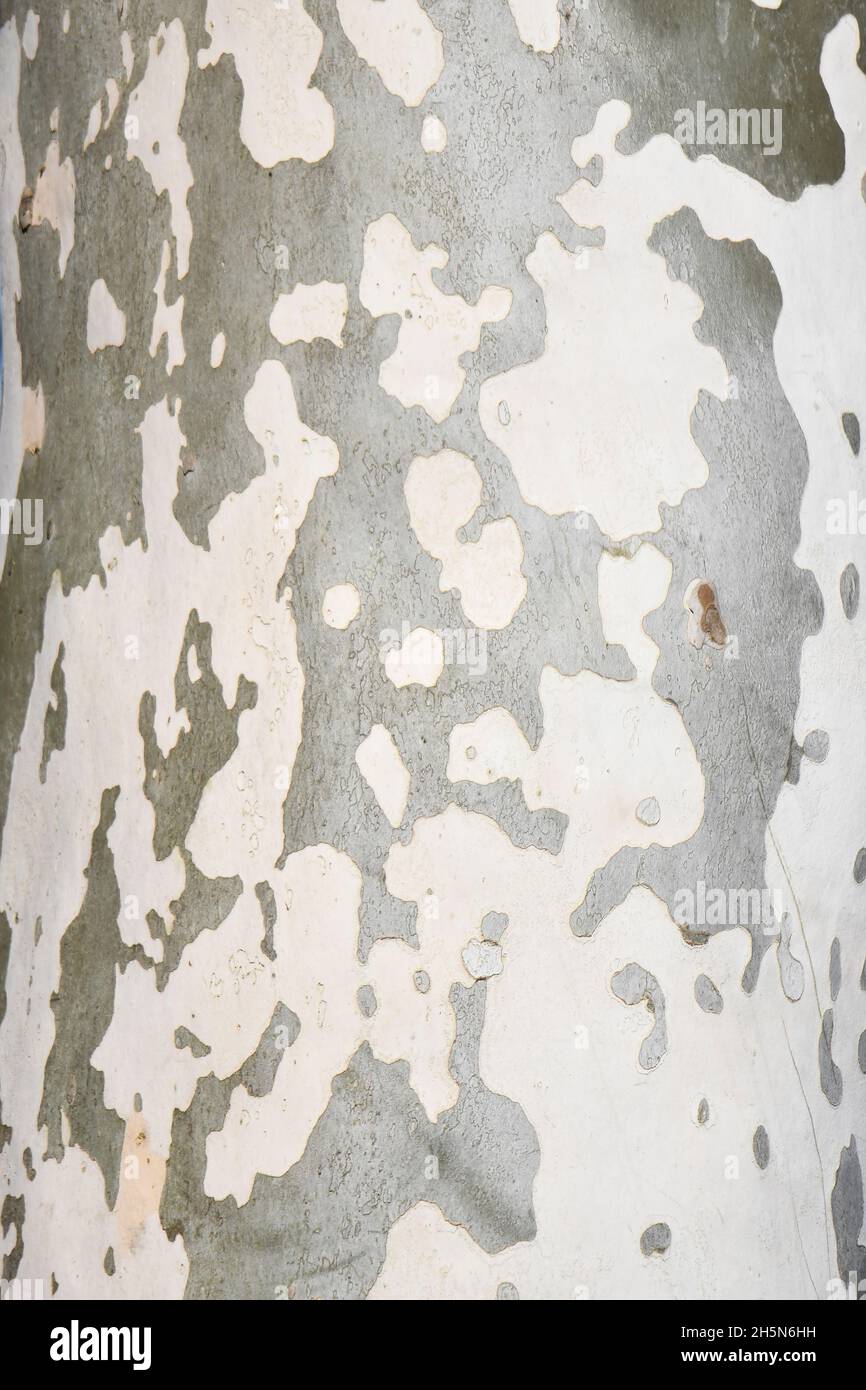 Western sycamore leaf hi-res stock photography and images - Alamy