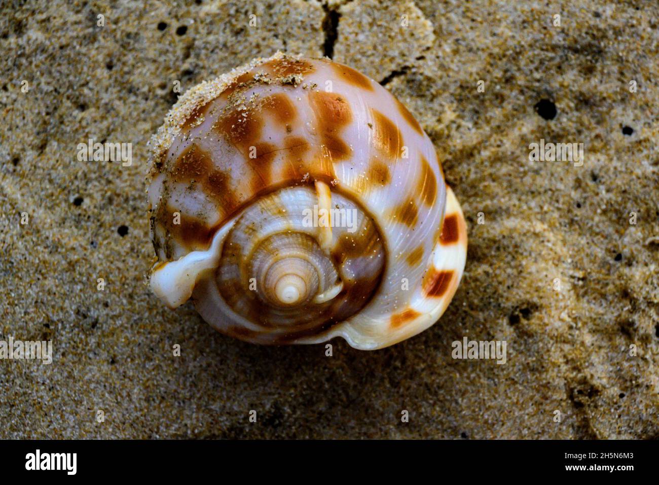 seashell on the beach Stock Photo - Alamy