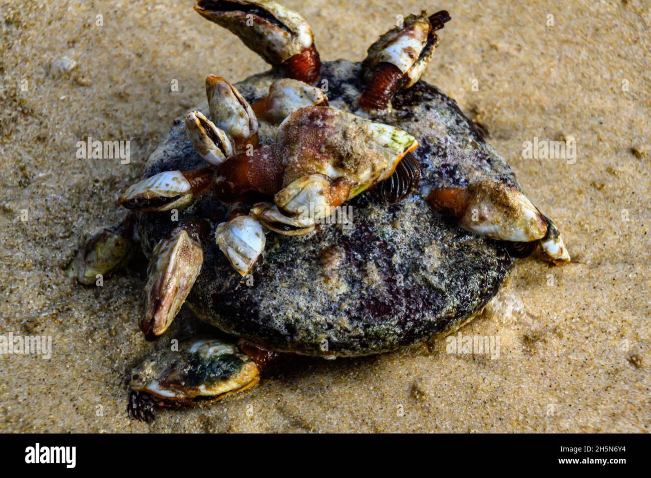Sea organisms washed up on beach (macro Stock Photo - Alamy