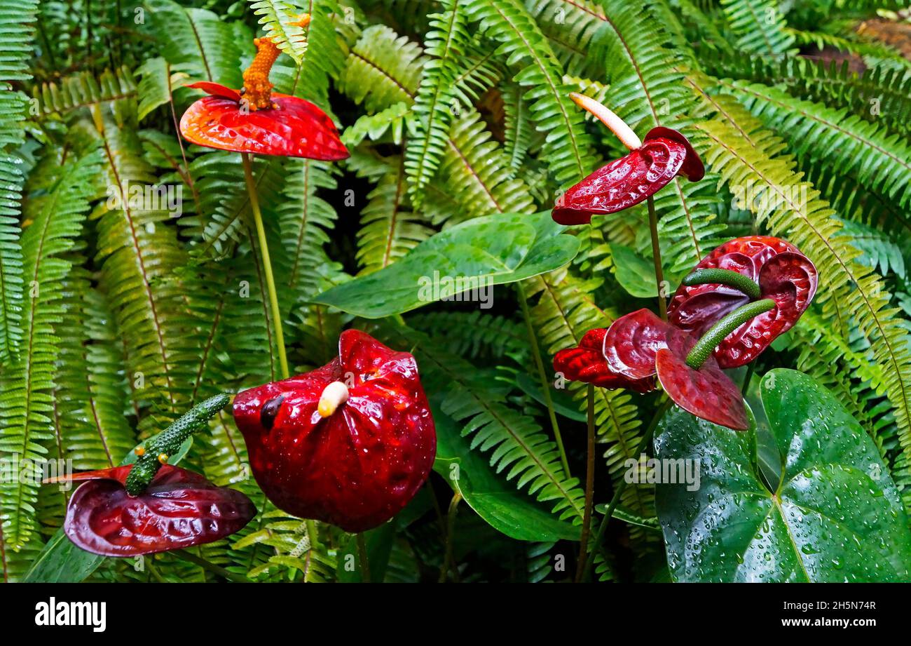 Inflorescence of anthurium hi-res stock photography and images - Alamy