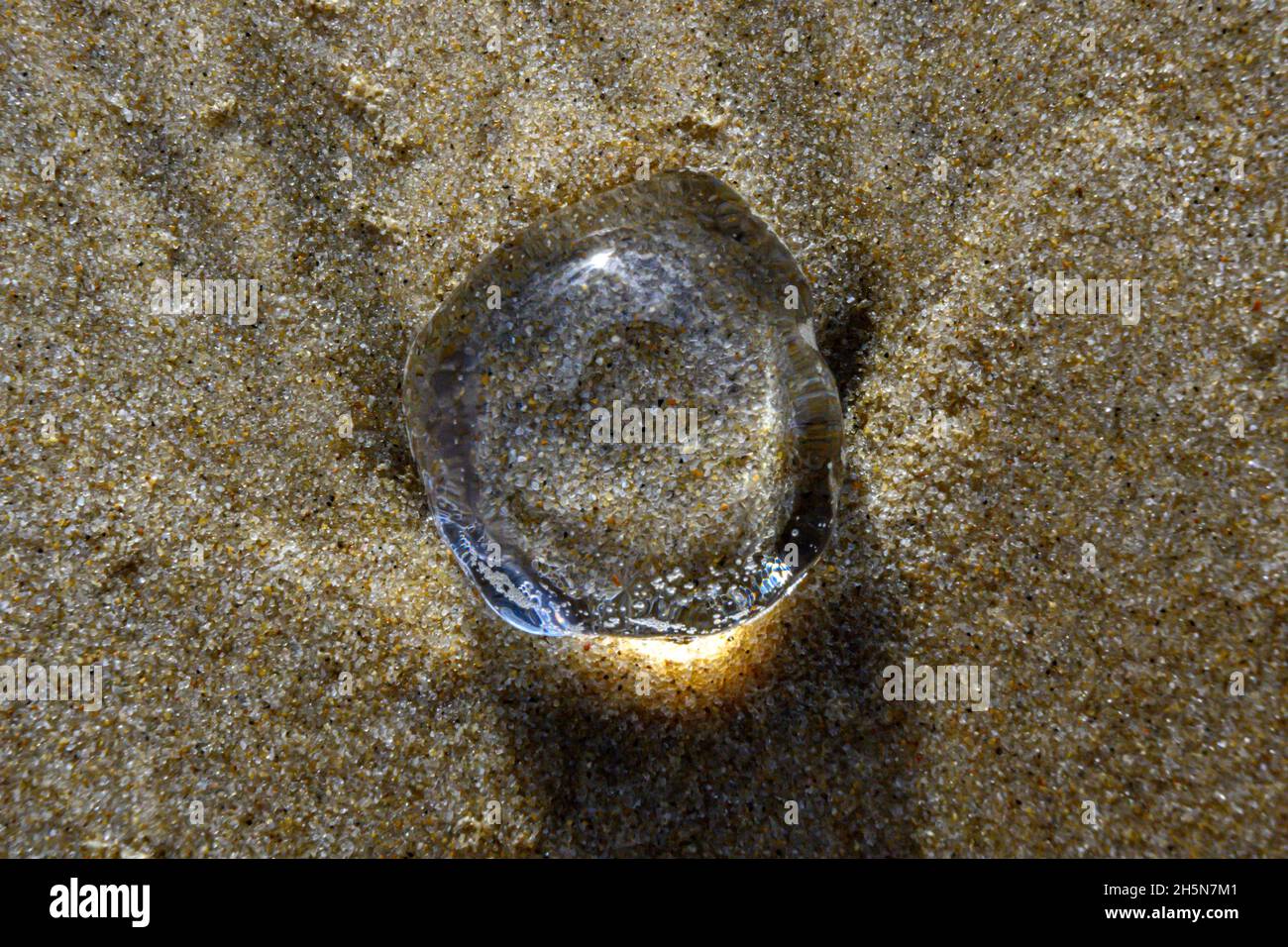 Transparent jellyfish blob on sandy beach (macro Stock Photo - Alamy