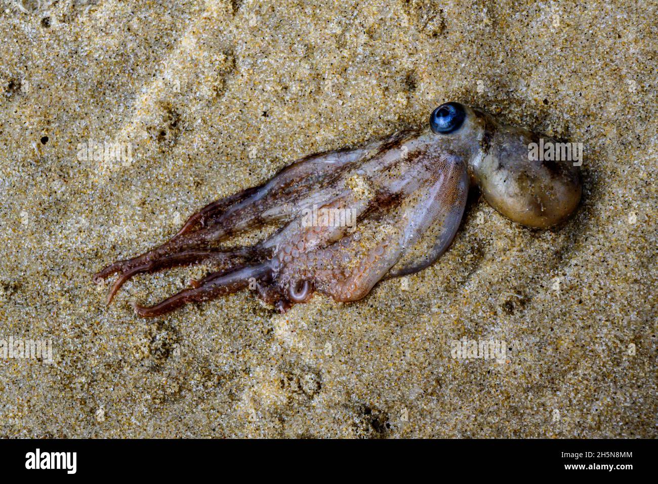 Baby octopus washed up on beach (macro Stock Photo - Alamy