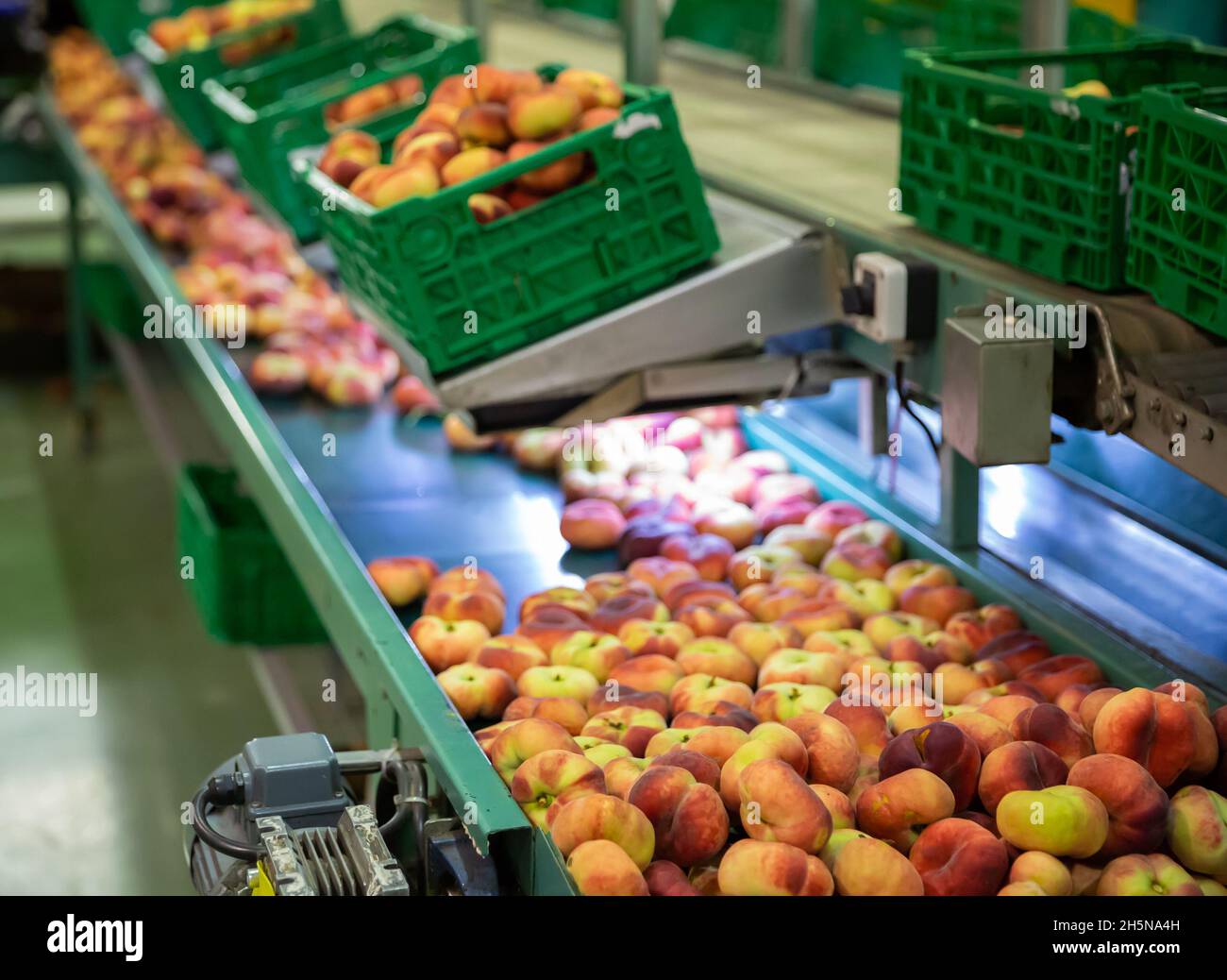 Fresh peaches on conveyor belt of sorting production line Stock Photo ...