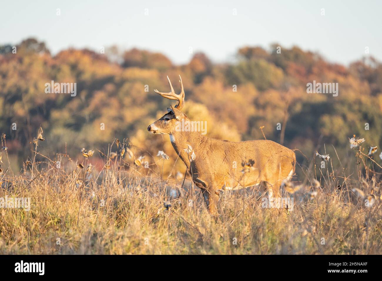 Fall foliage background hi-res stock photography and images - Alamy