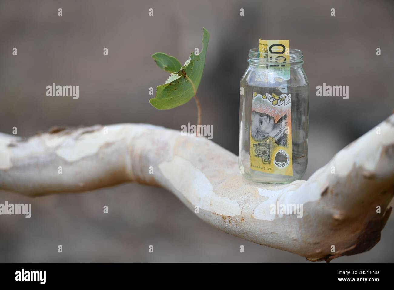 Money trees australia fifty dollars hi-res stock photography and images ...