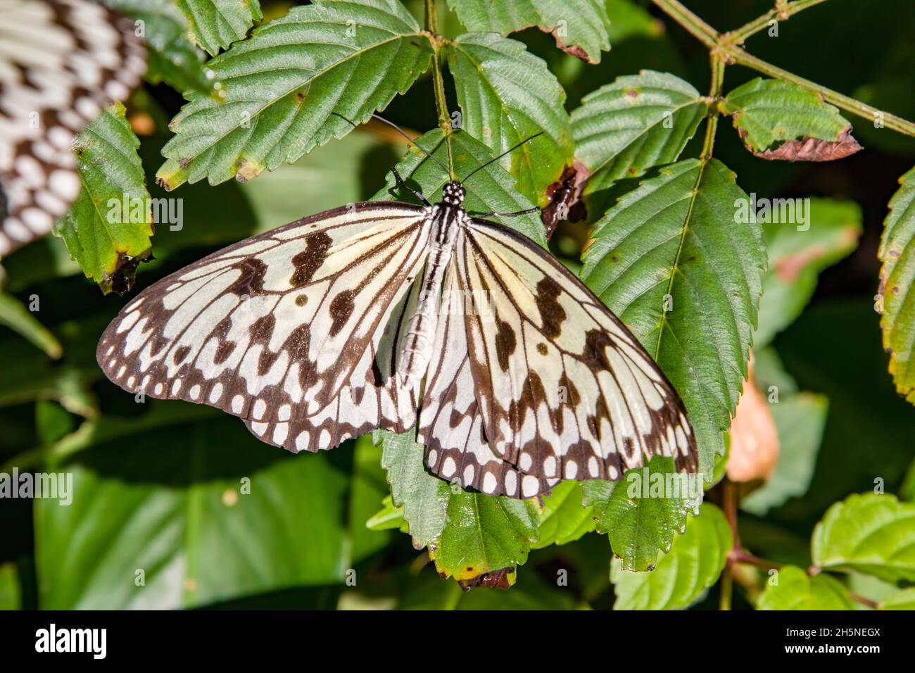 white nymph butterfly (Idea leuconoe) is a butterfly known especially ...