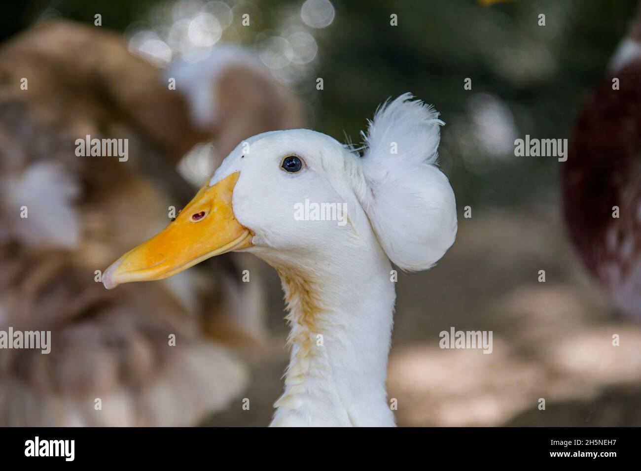 The white Crested is a breed of domestic duck. It was probably brought ...