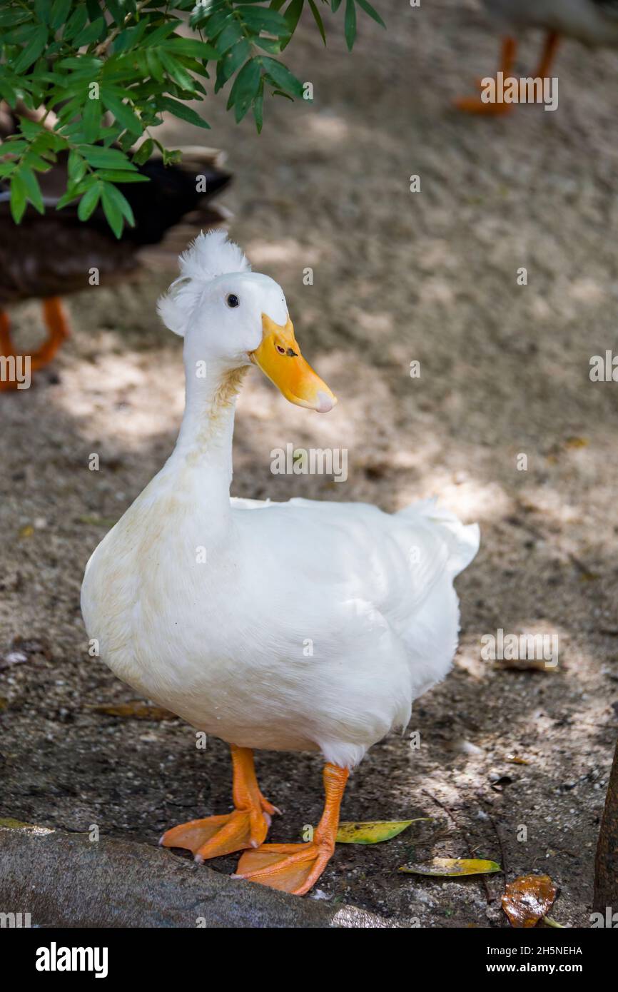Dutch duck breed hi-res stock photography and images - Alamy