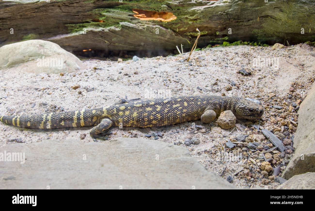 The Mexican beaded lizard (Heloderma horridum) is a species of lizard ...
