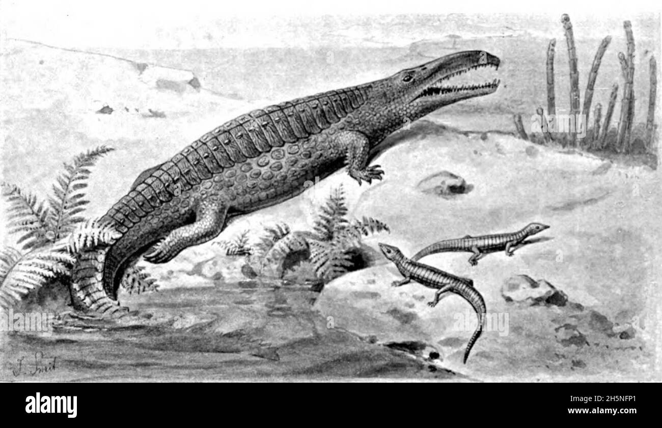 Nicrosaurus kapffi hi-res stock photography and images - Alamy