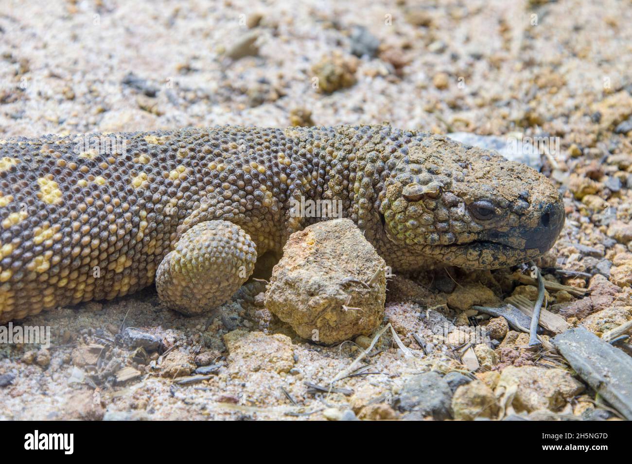The Mexican beaded lizard (Heloderma horridum) is a species of lizard ...