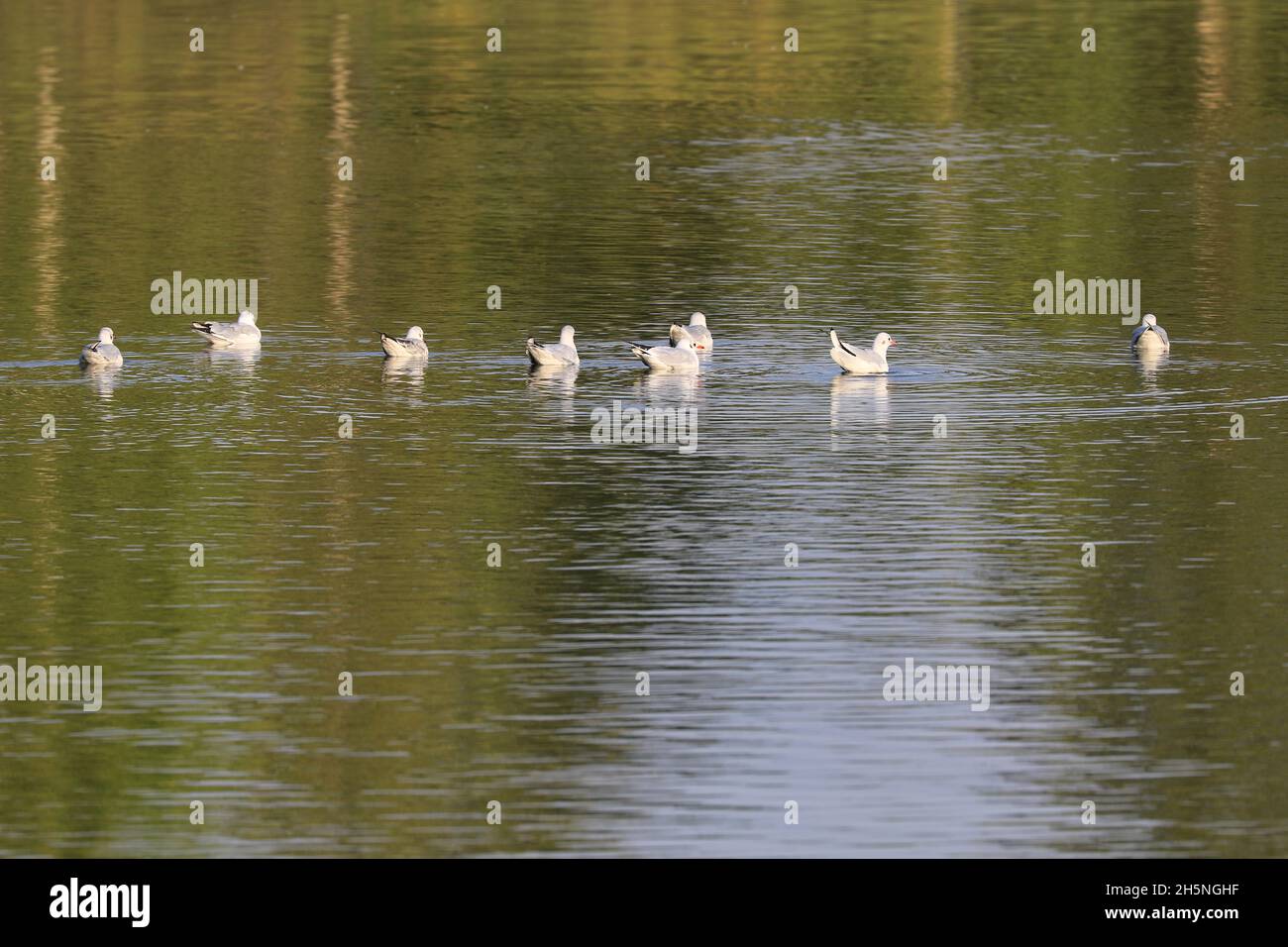Paddling of ducks in a lake Stock Photo - Alamy