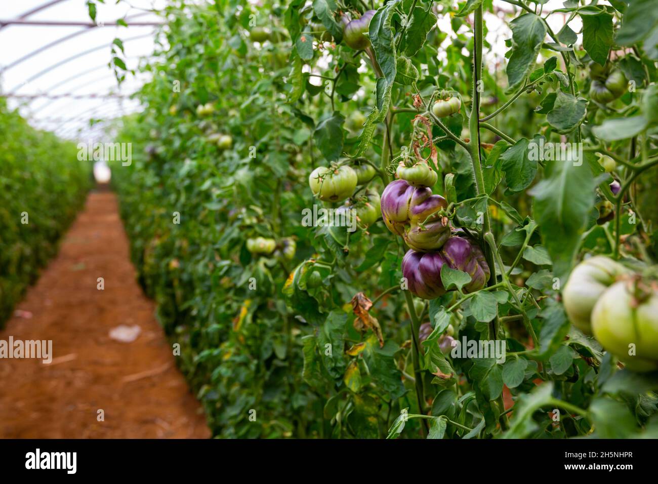 Plantation of blue tomatoes ripening in commercial glasshouse Stock ...