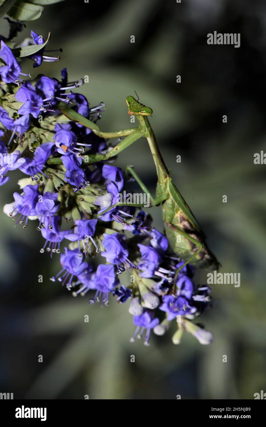 Preying insects hi-res stock photography and images - Alamy
