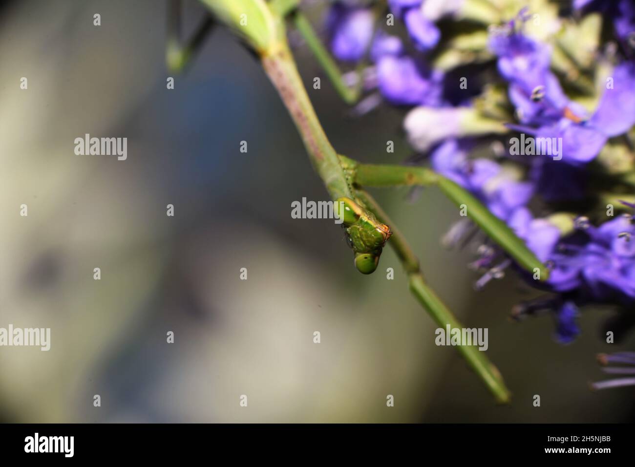 Green mantis insects hi-res stock photography and images - Alamy
