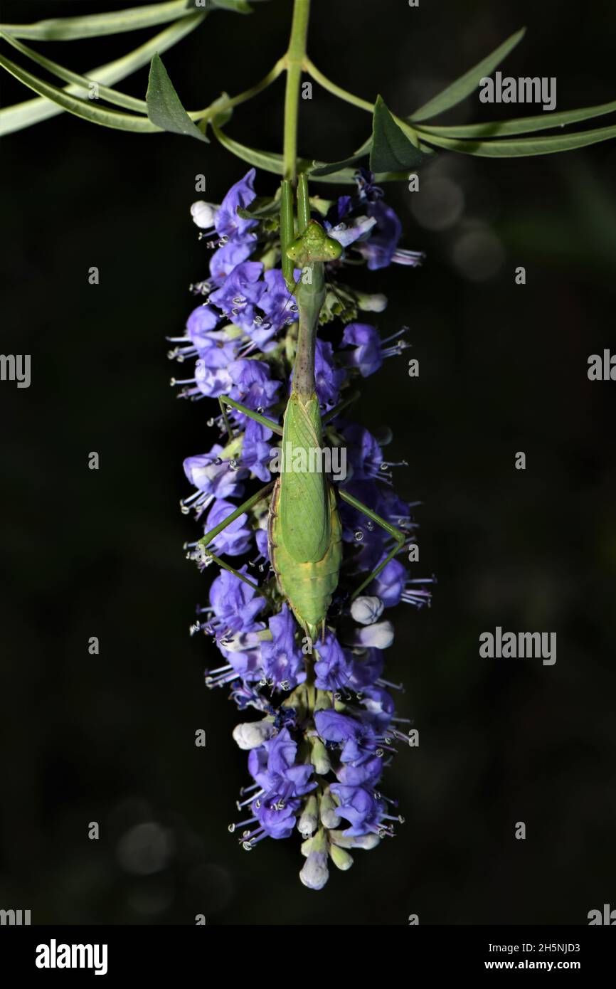 Green mantis insects hi-res stock photography and images - Alamy
