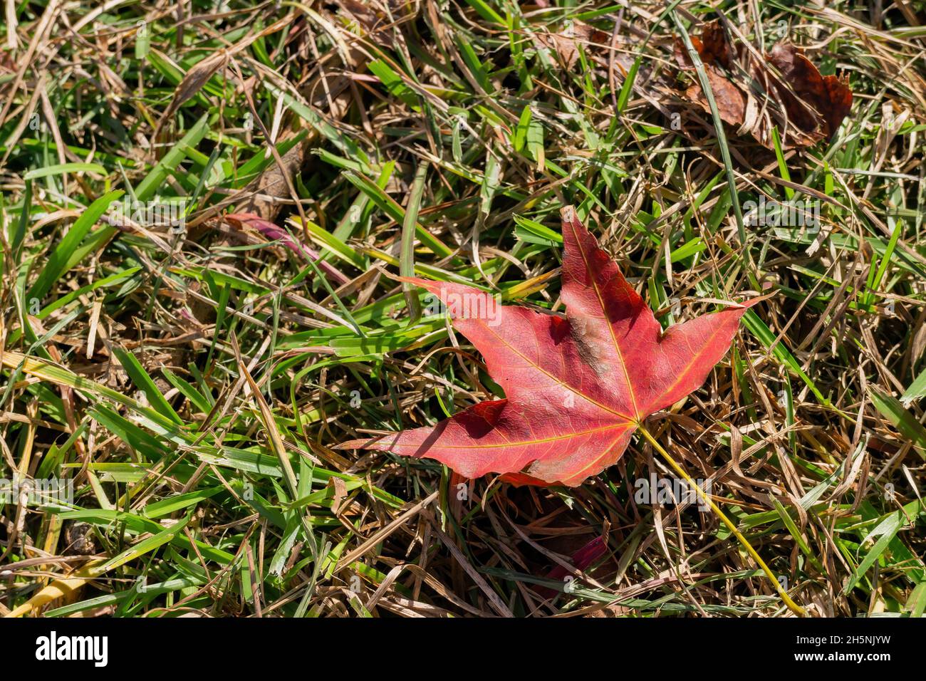 Spring maple leaf isolate hi-res stock photography and images - Alamy