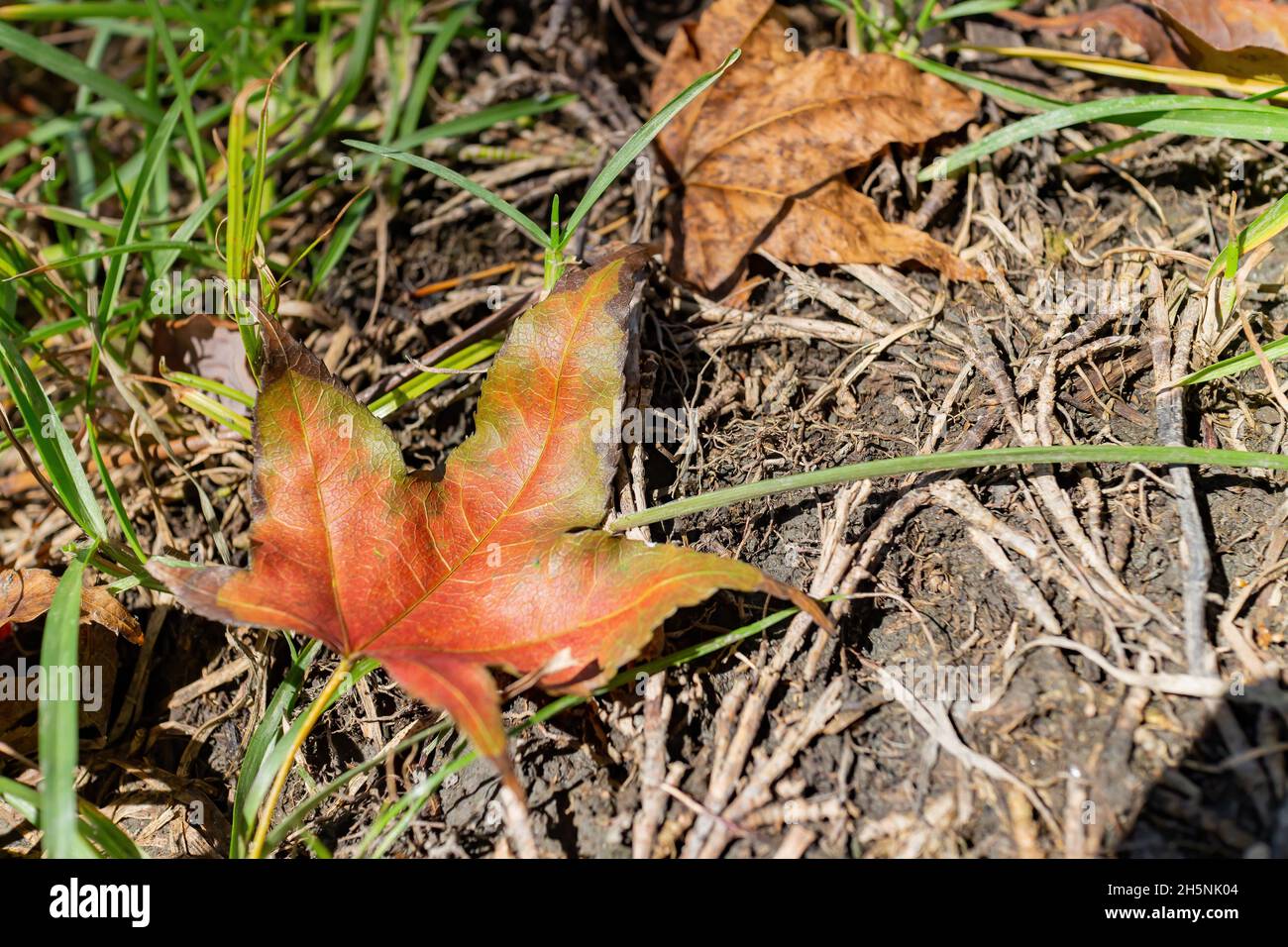 Spring maple leaf isolate hi-res stock photography and images - Alamy