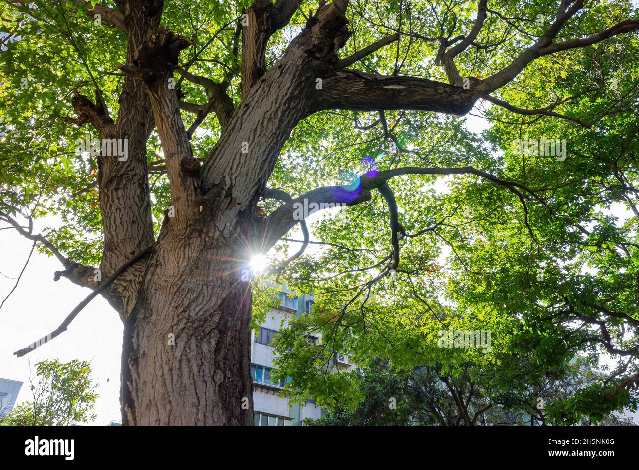 Spring maple leaf isolate hi-res stock photography and images - Alamy