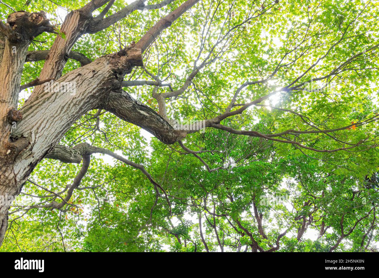 Spring maple leaf isolate hi-res stock photography and images - Alamy
