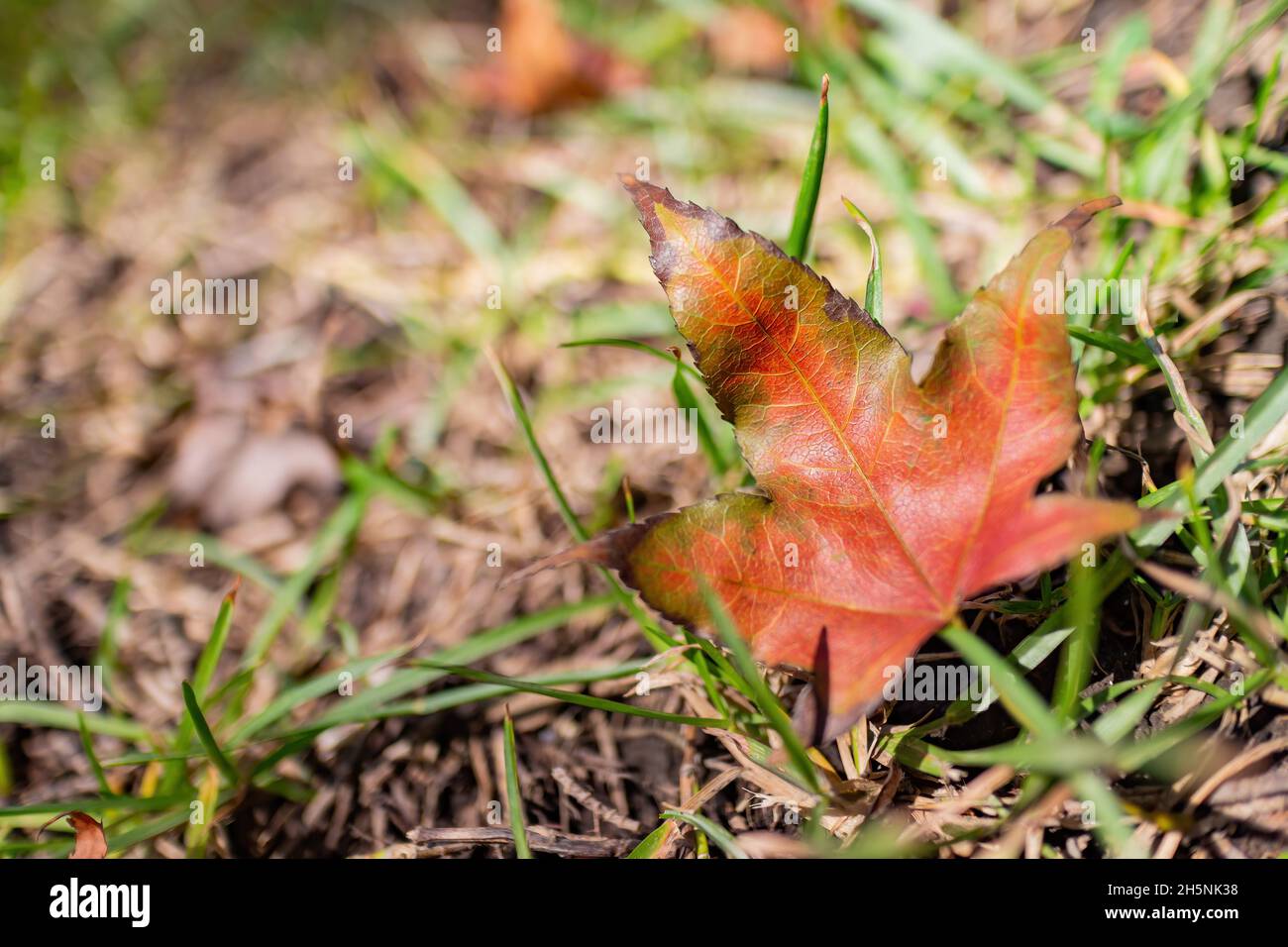 Close up shot of maple in National Chiang Kai shek Memorial Hall at ...
