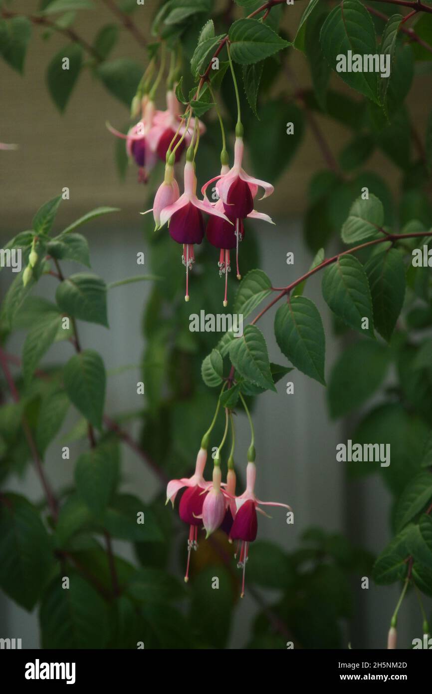 Fuchsia nature hi-res stock photography and images - Alamy