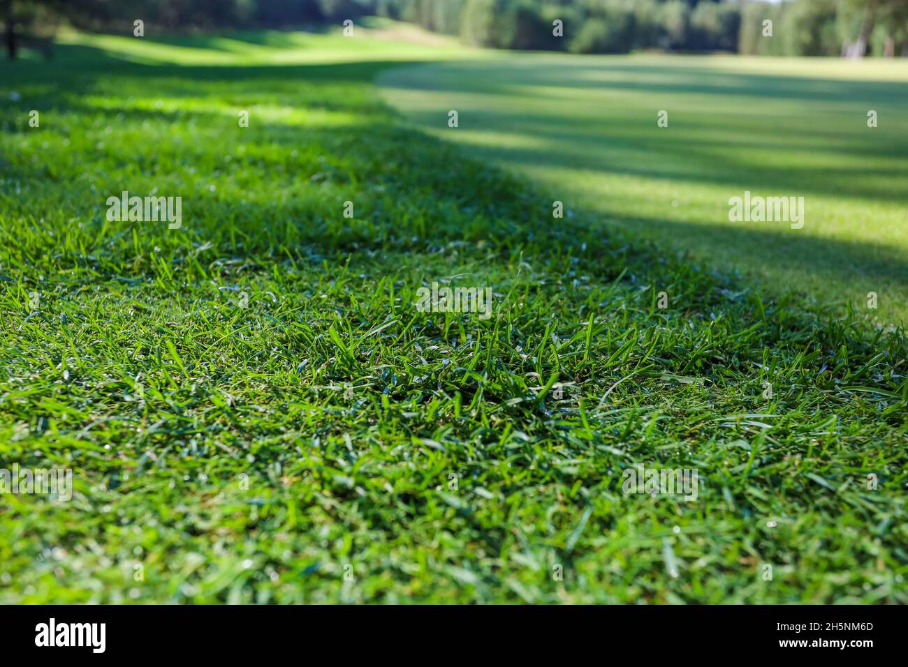Green grass. Background. Golf course, shadows from trees on the grass ...