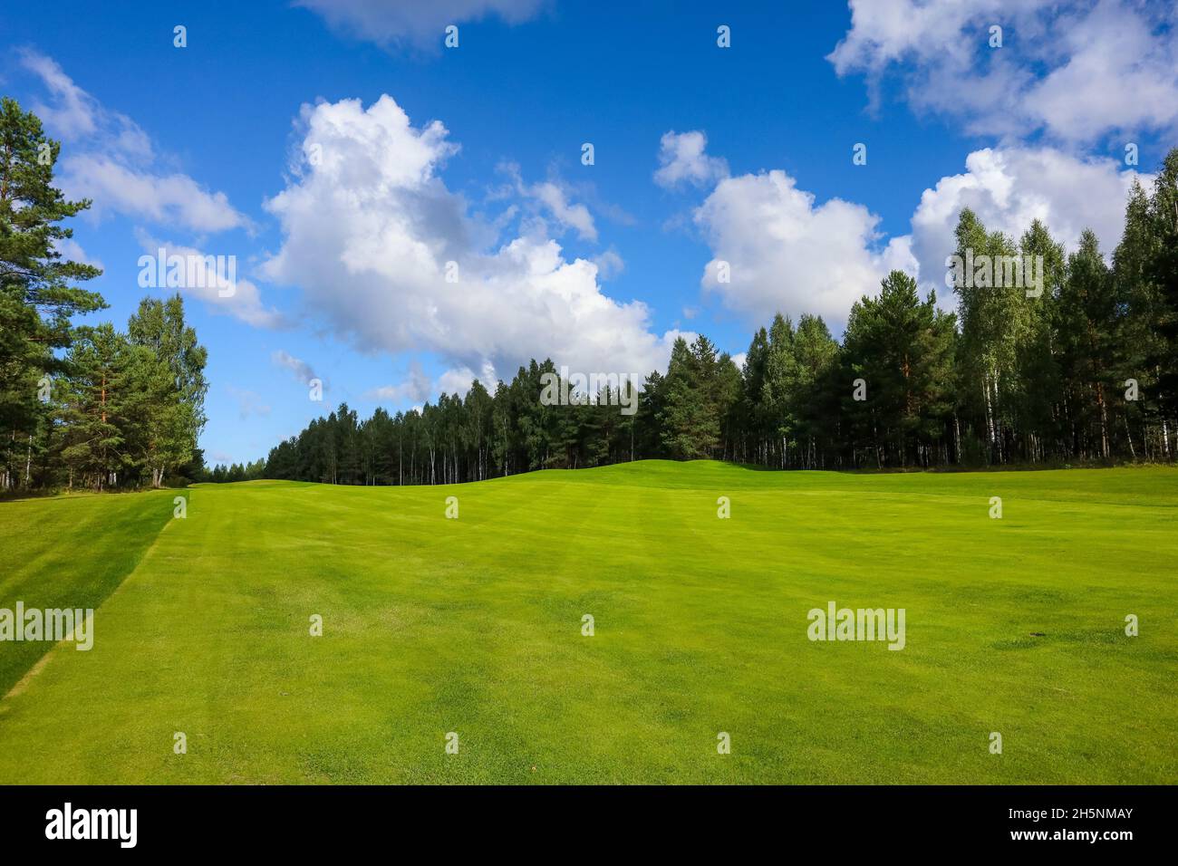 Landscape, golf course,, green grass on the background of the forest ...