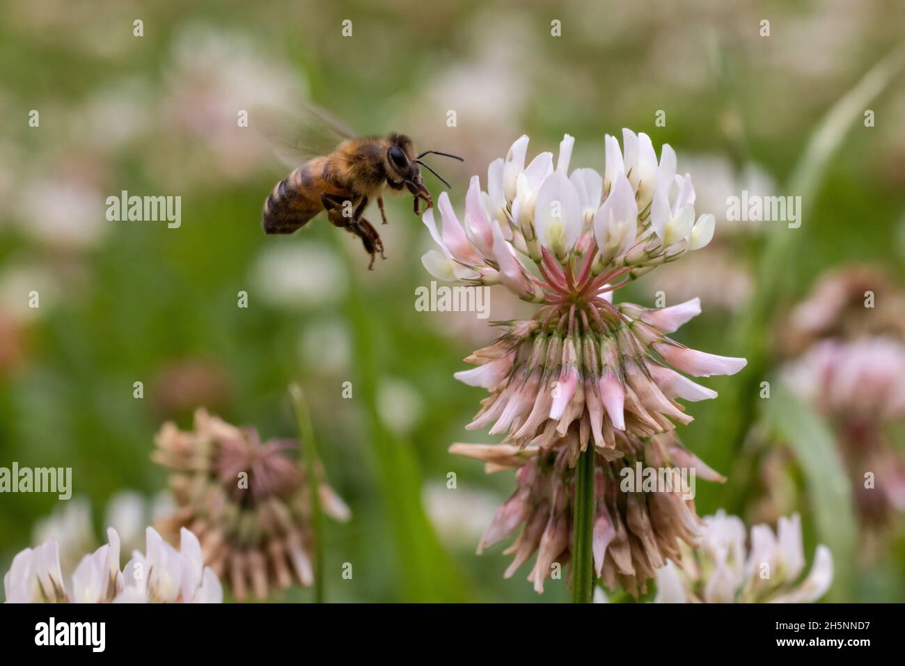 Honey Bee collecting nectar and pollen from a clover flower Stock Photo ...