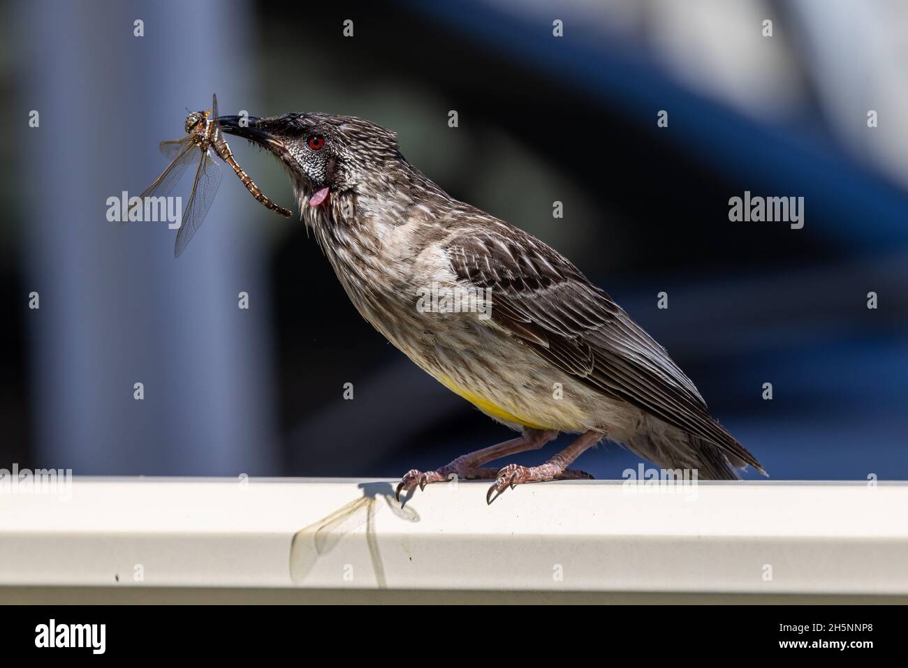 Australian Red Wattle Bird with dragonfly Stock Photo - Alamy