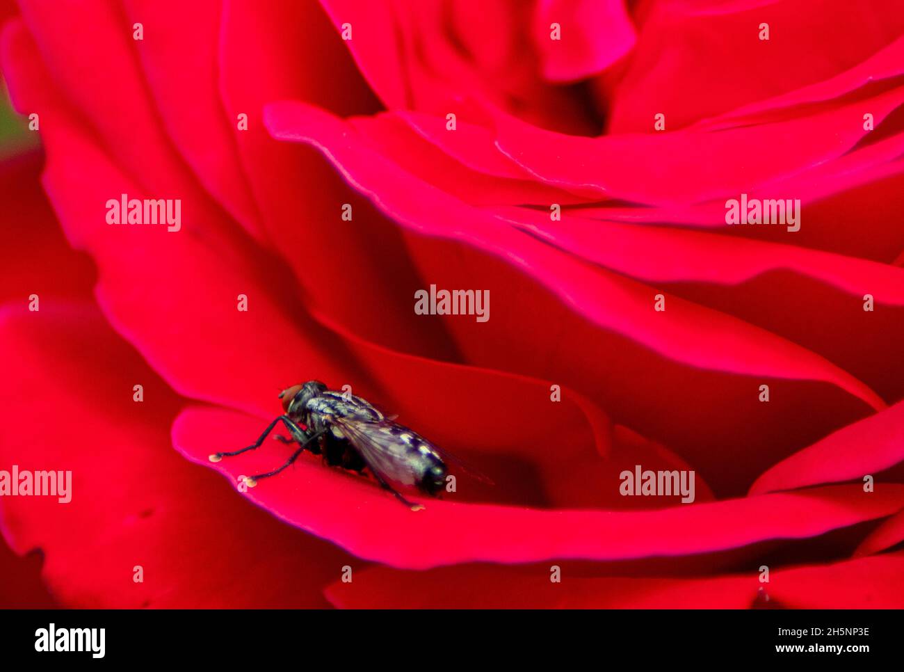 Closeup of a tiny fly standing on one of the petals of a vibrant red ...